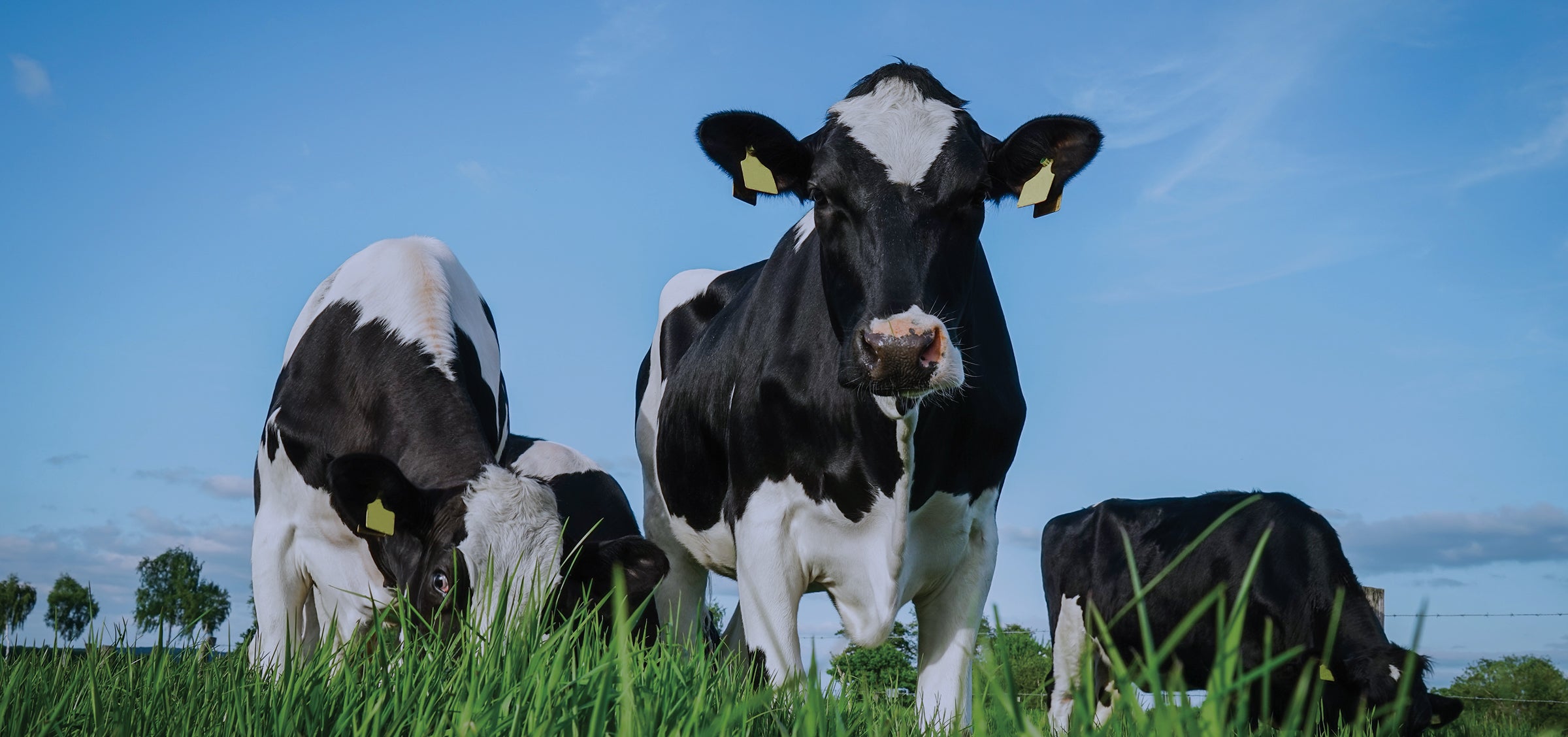 Farm Fresh – Farm Fresh Milk Malaysia
